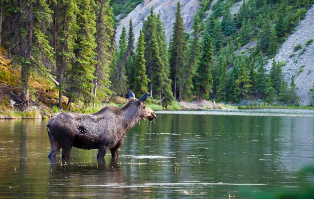 Upptäck Alaskas vilda natur – bilresa | Winberg Travel